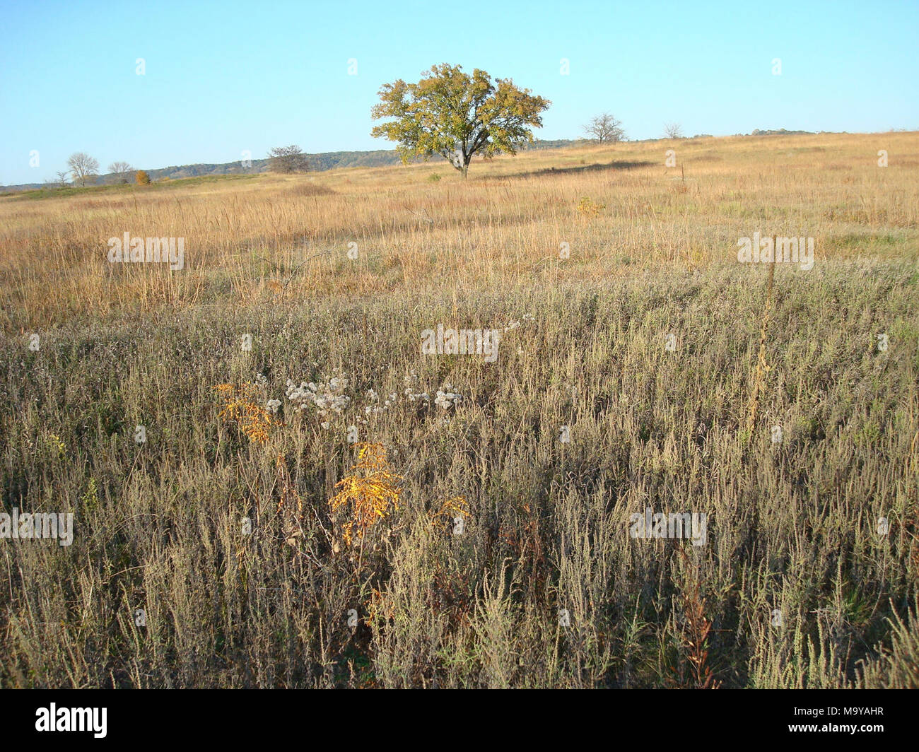Lost Mound Sand Prairie. Lost Mound is the largest remnant sand prairie ...