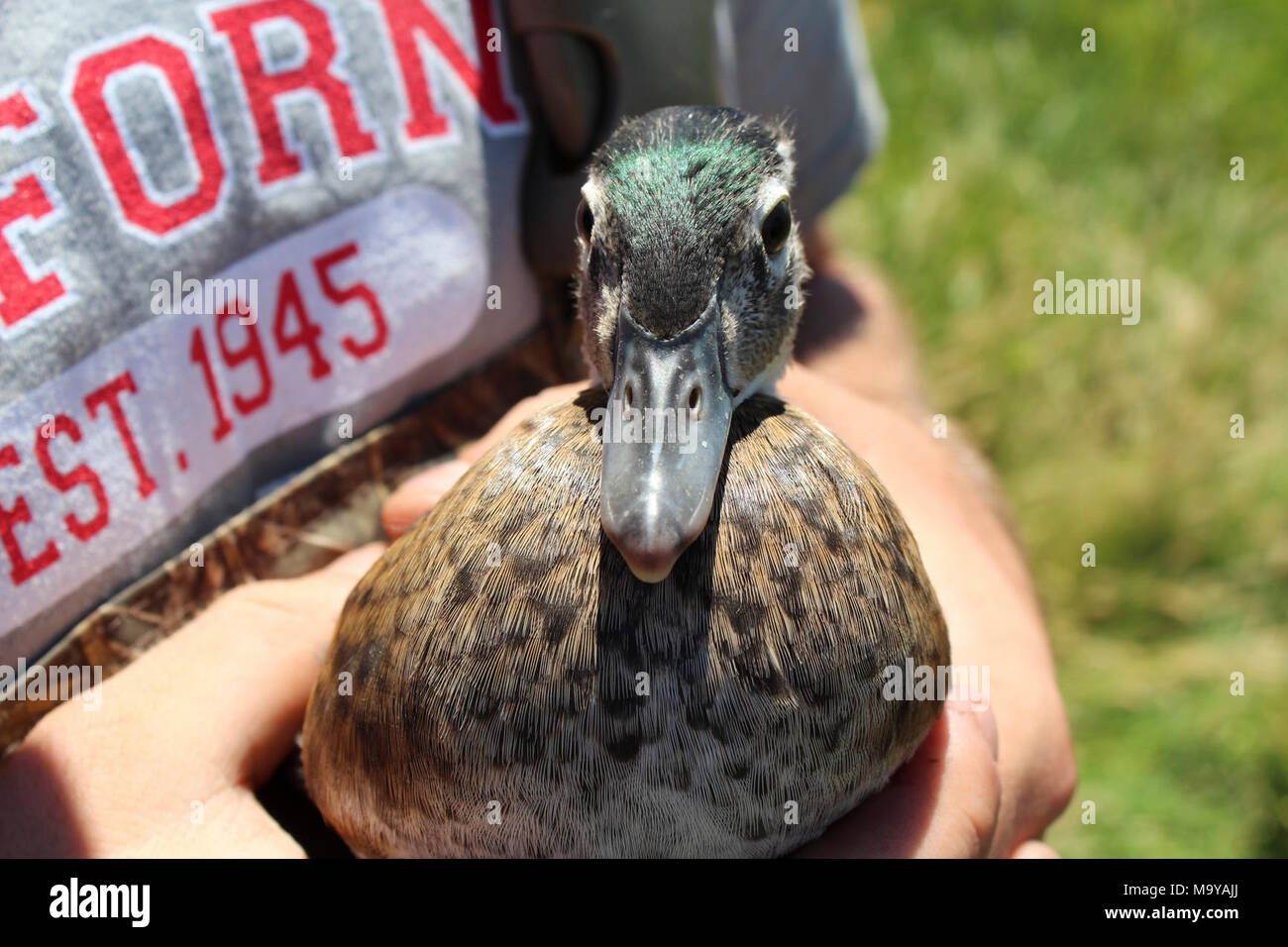 Male juvenile wood duck (Aix sponsa). California Waterfowl Association ...