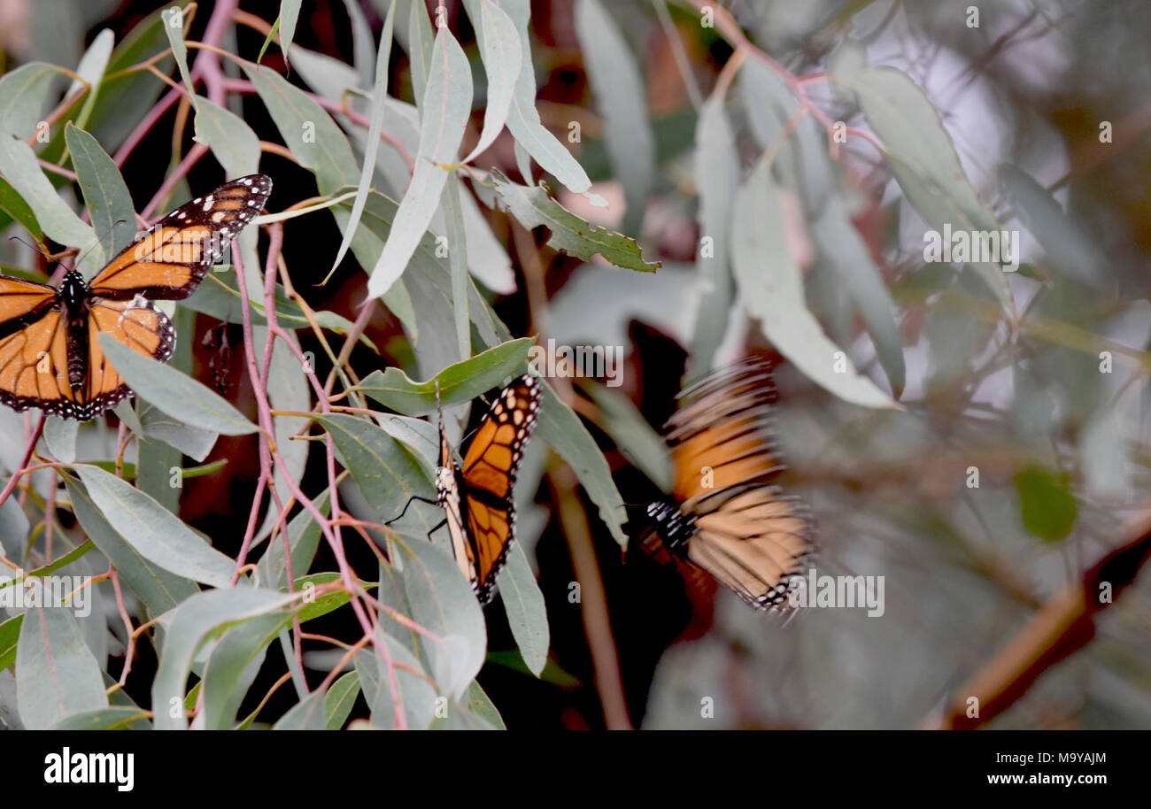 Male monarch dive-bombs other males resting in eucalyptus tree Stock ...