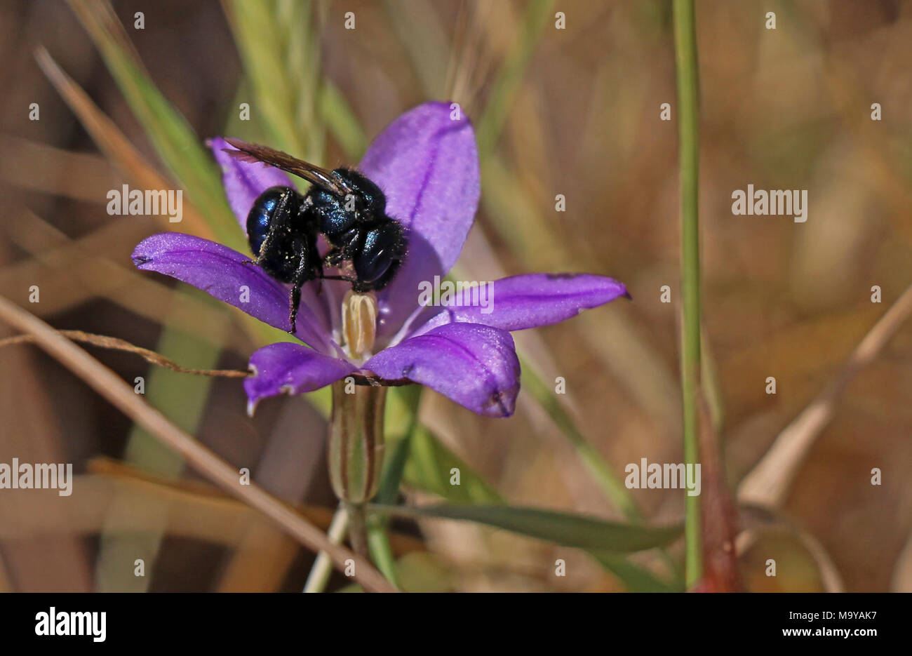 Thread leaved brodiaea hi-res stock photography and images - Alamy