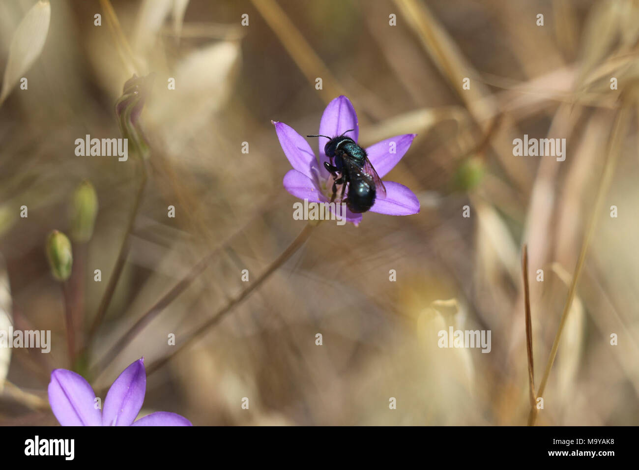 Thread leaved brodiaea hi-res stock photography and images - Alamy
