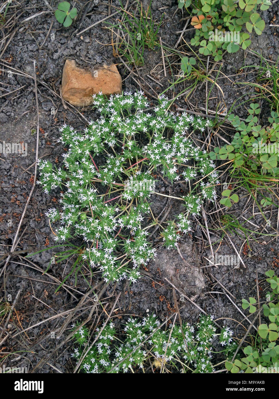 Mature spreading navarretia plant at Camp Pendleton. Spreading ...