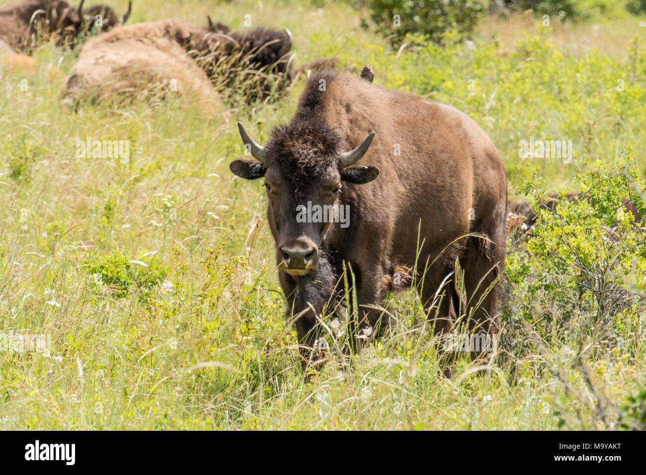 The bison range hi-res stock photography and images - Alamy