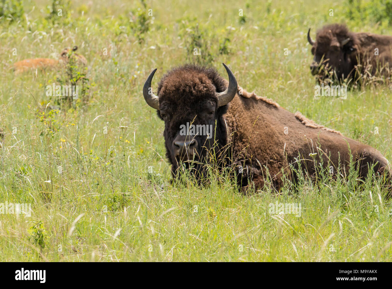 National bison range hi-res stock photography and images - Alamy