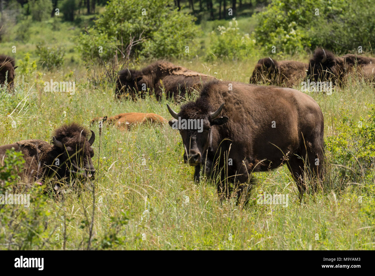 The bison range hi-res stock photography and images - Alamy