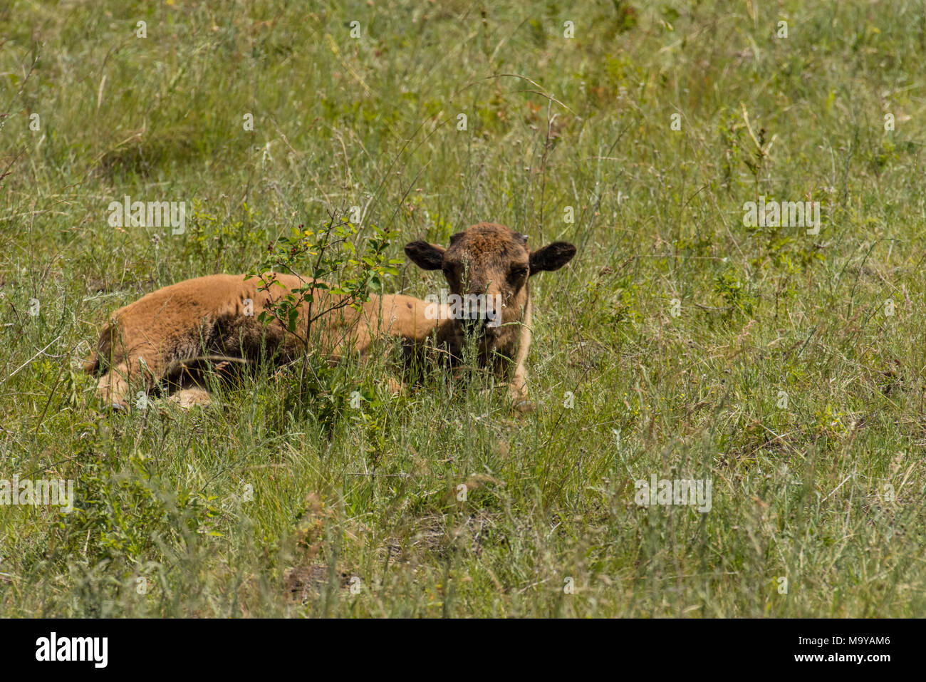 Domestic Bison High Resolution Stock Photography and Images - Alamy