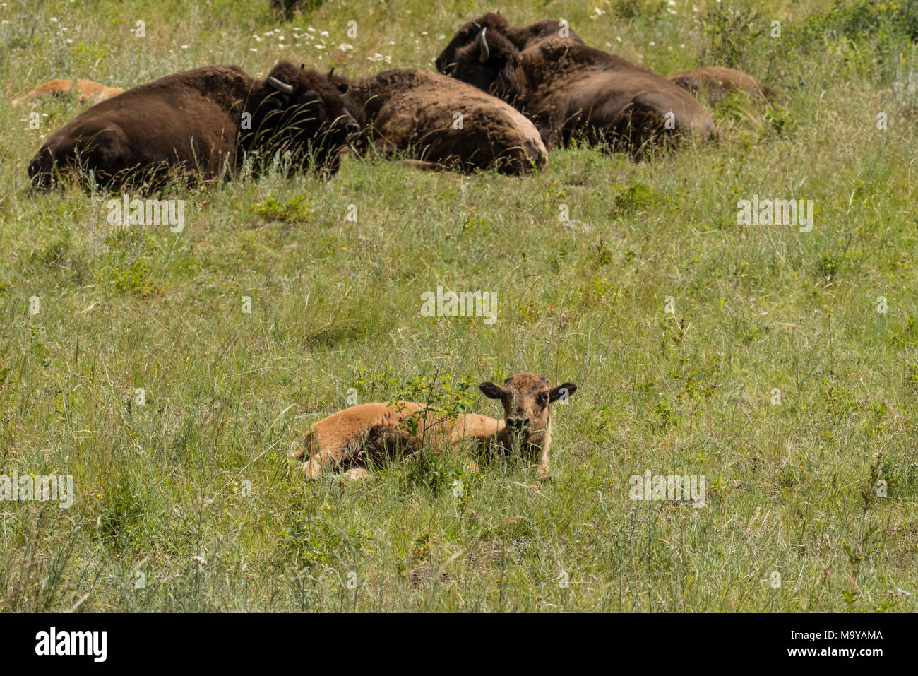 Grazing cattle bison hi-res stock photography and images - Alamy