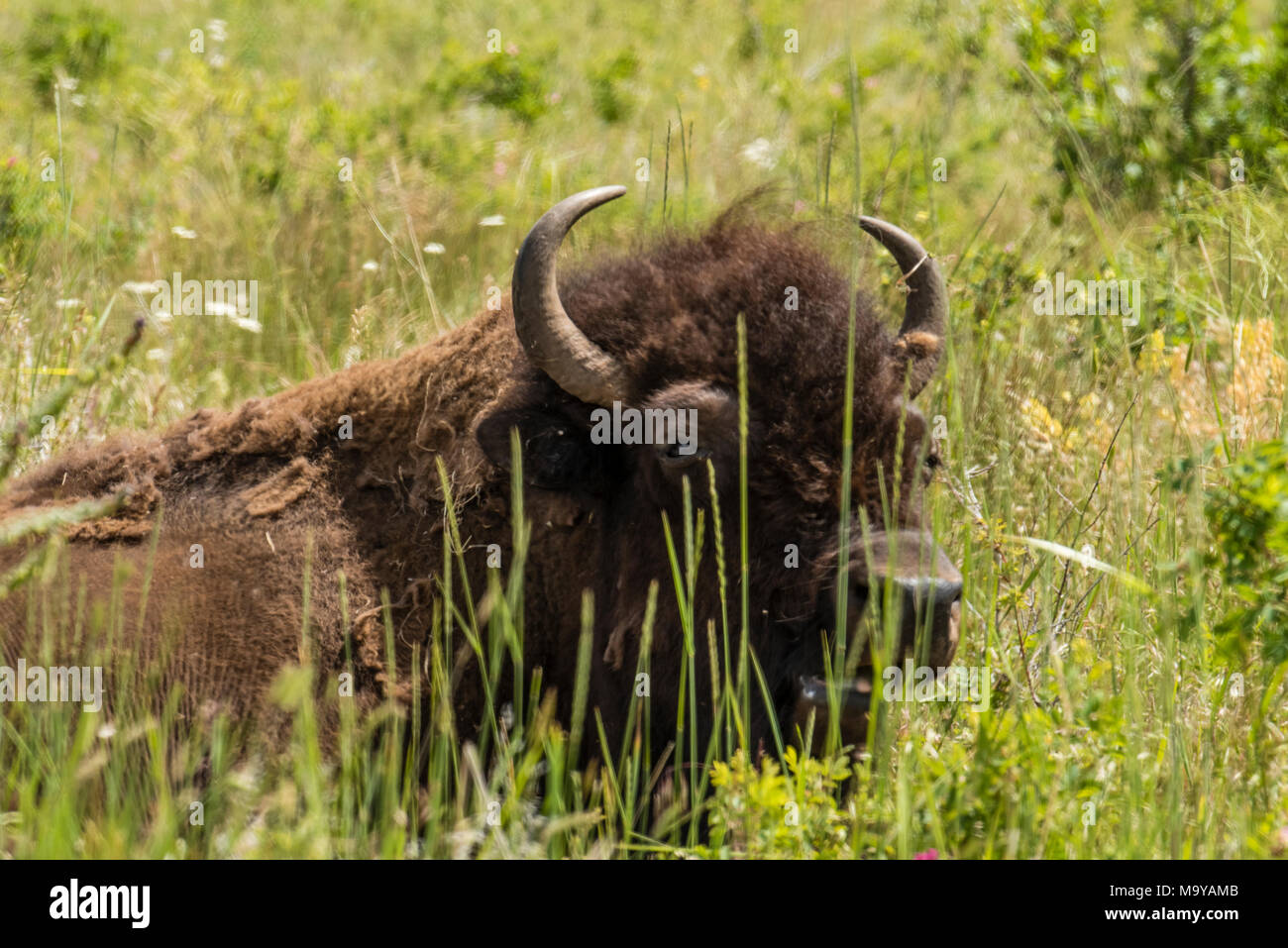 Bison or American Buffalo grazing within the National Bison Range ...
