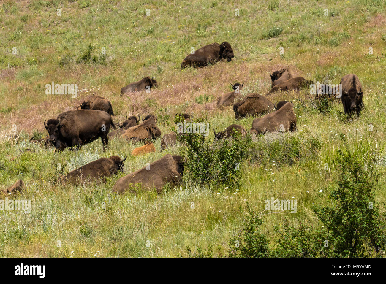 American buffalo grazing hi-res stock photography and images - Alamy
