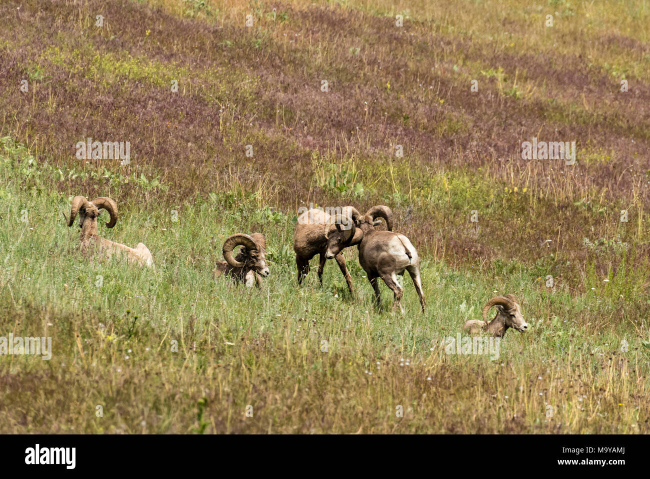 Butting heads hi-res stock photography and images - Alamy