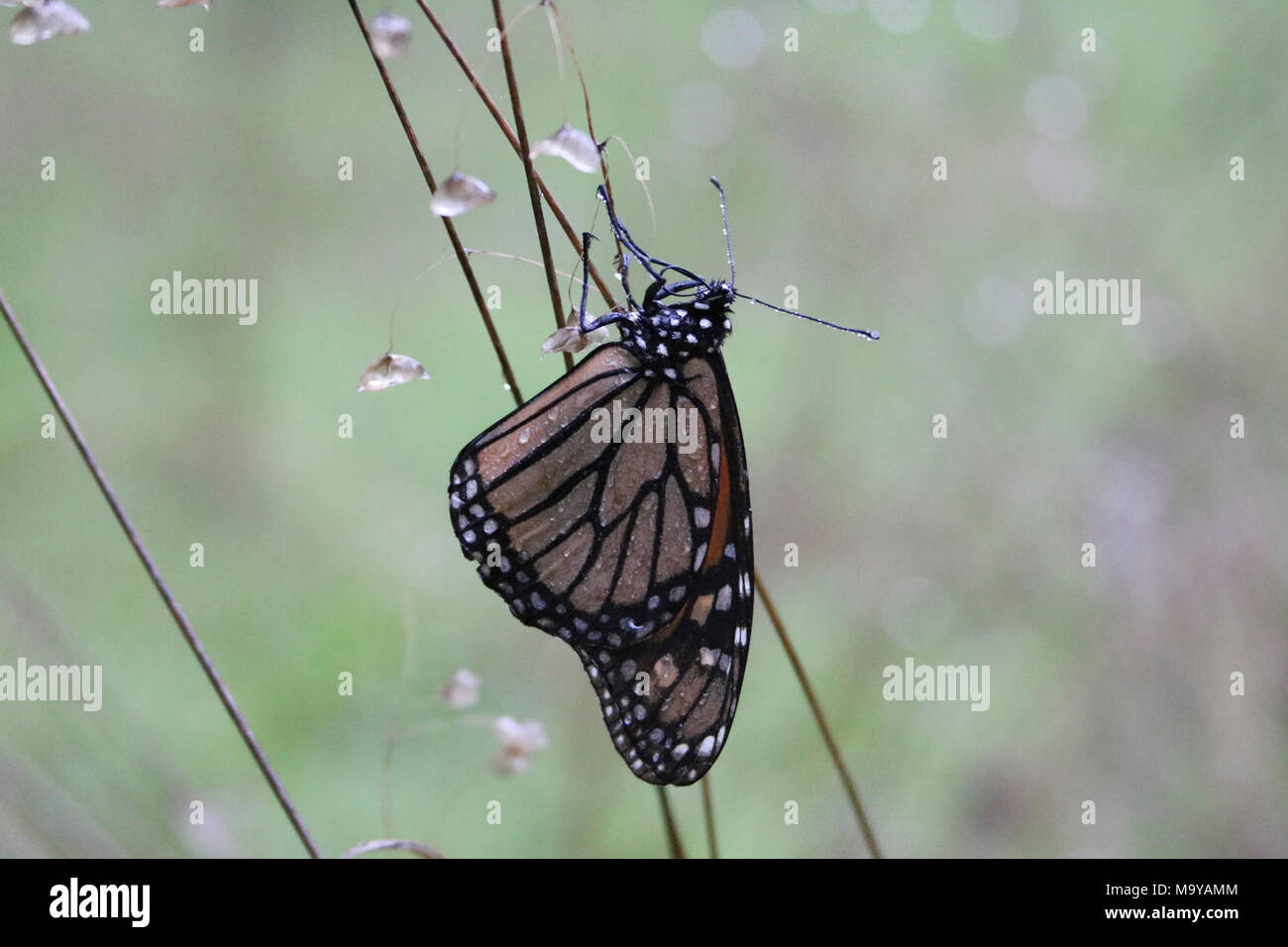 Monarch butterflies at overwintering ground in Santa Cruz, California ...