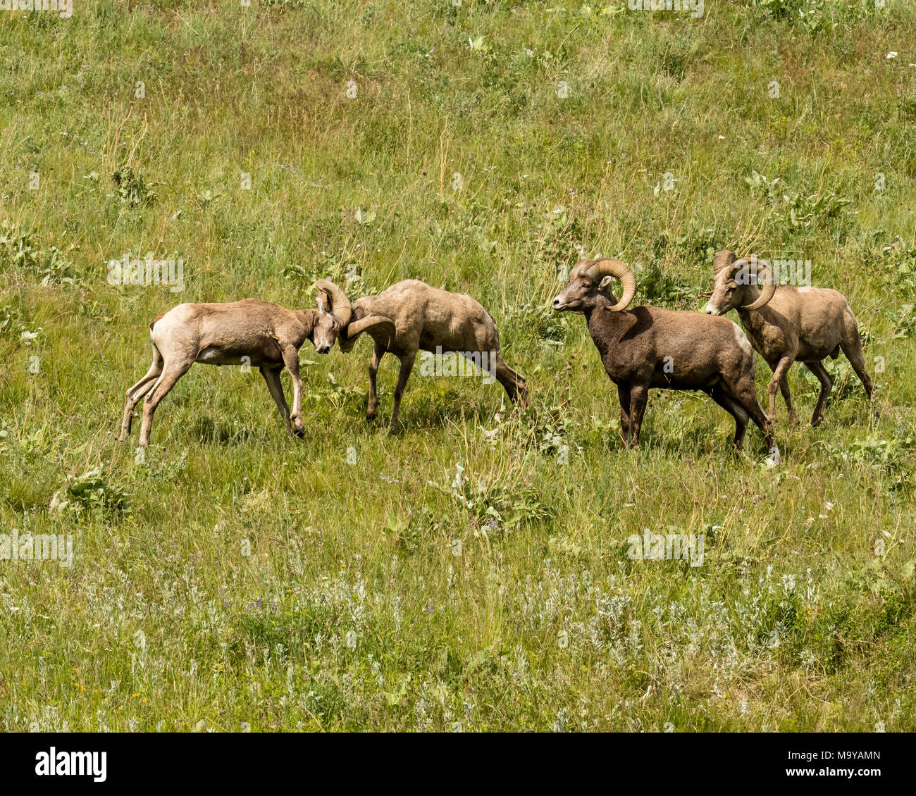 Butting heads hi-res stock photography and images - Alamy