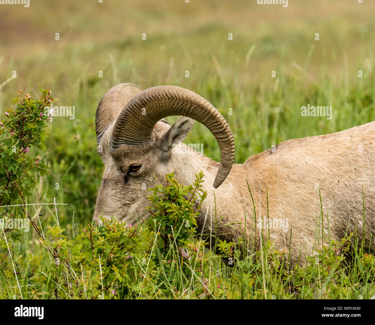 Sheep range hi-res stock photography and images - Alamy