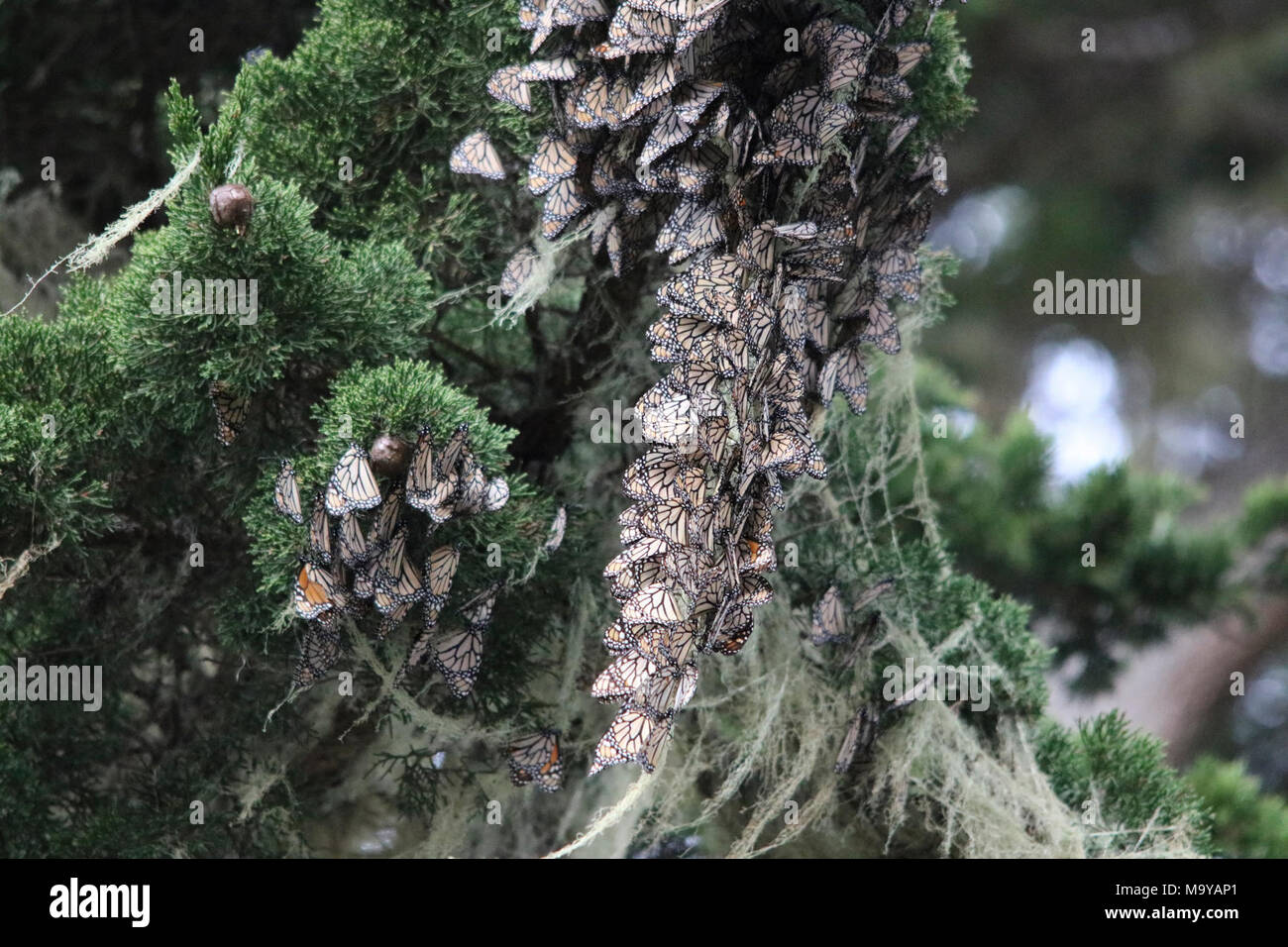 Monarch Butterflies Overwintering in Pacific Grove, California. When ...