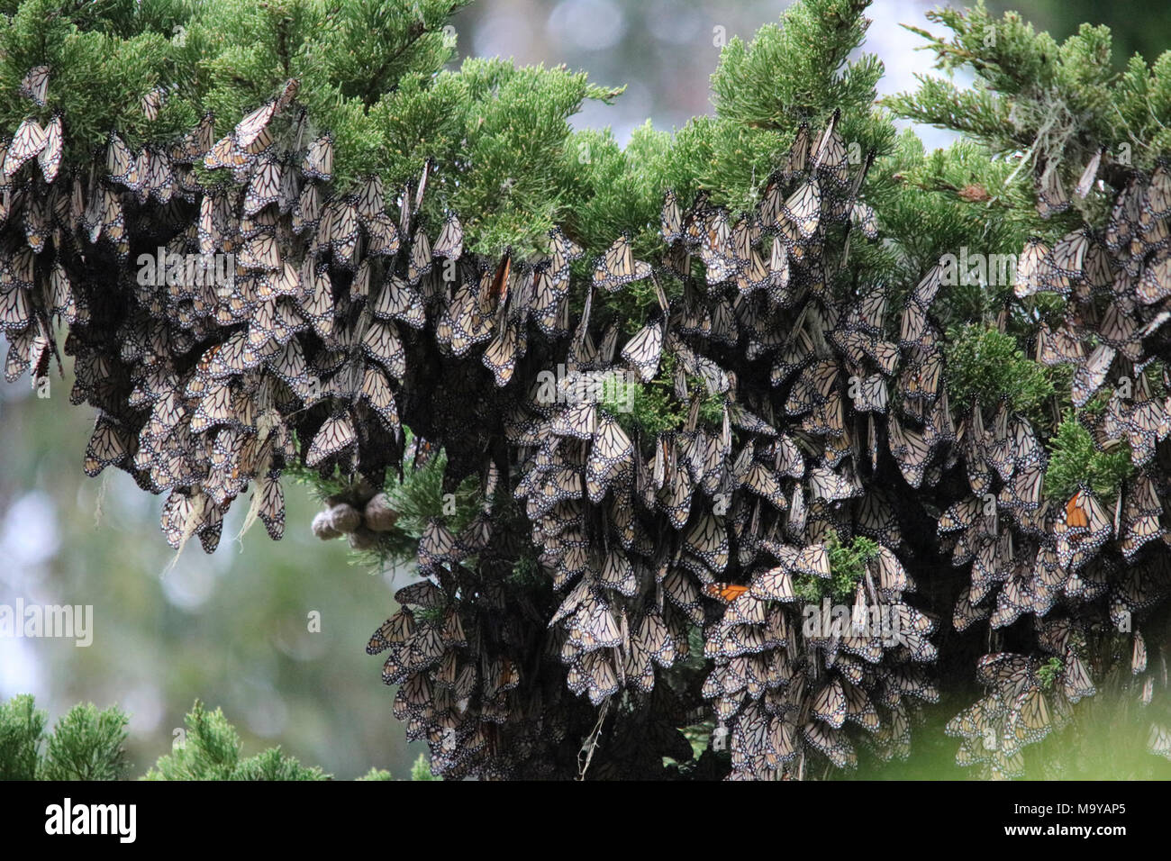 Overwintering monarch butterflies hi-res stock photography and images ...