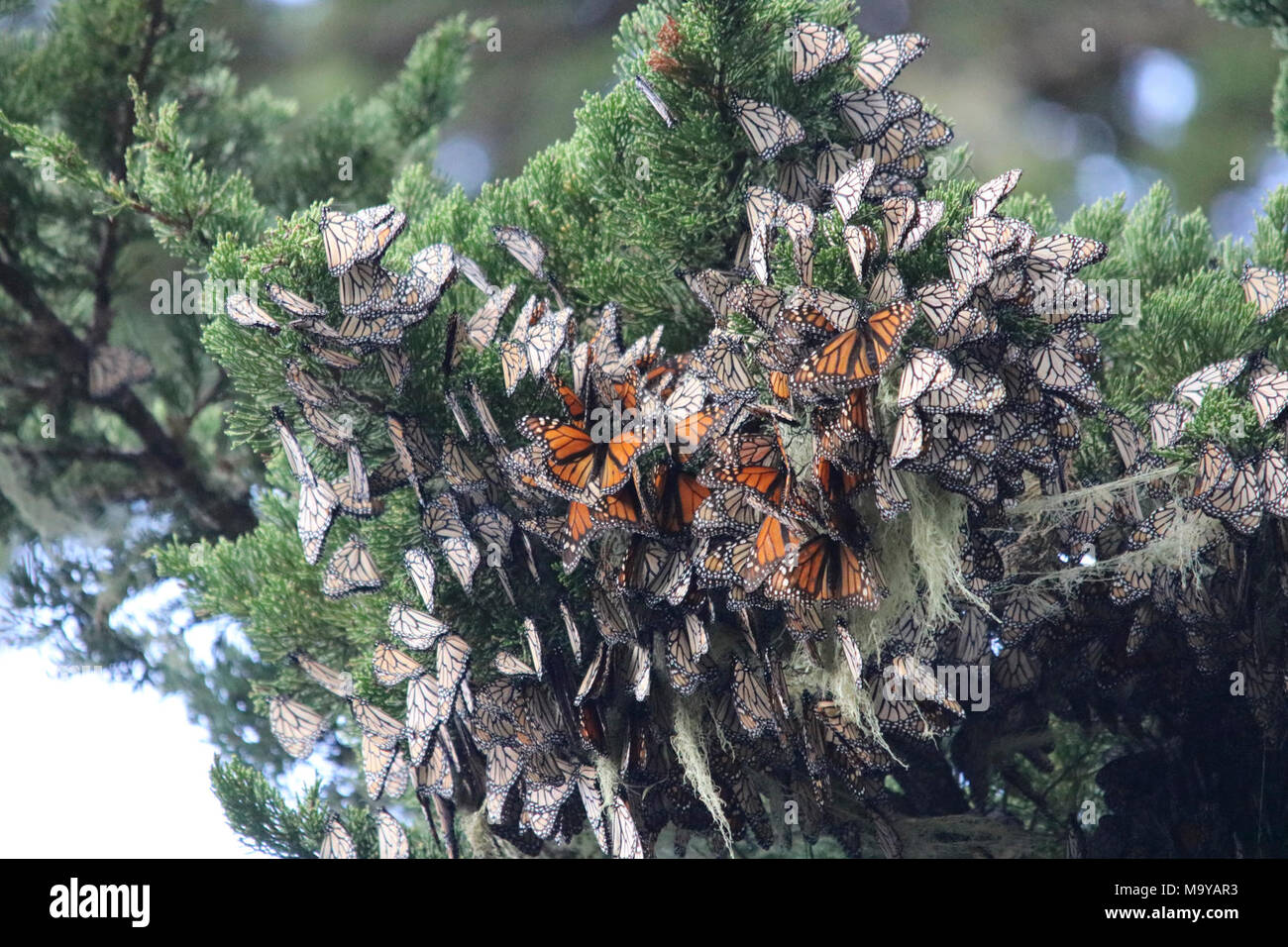 Monarch Butterflies Overwintering in Pacific Grove, California ...