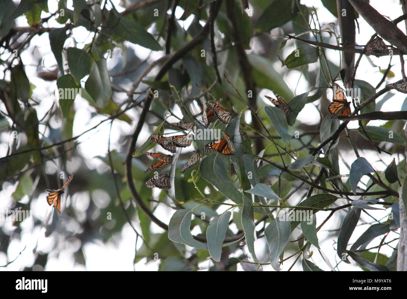 Monarch butterflies cover tree hi-res stock photography and images - Alamy