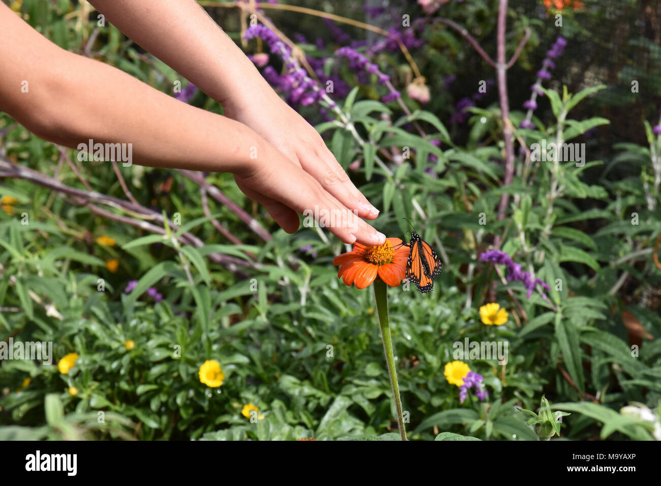 Monarch Butterfly Tagging Event Stock Photo - Alamy