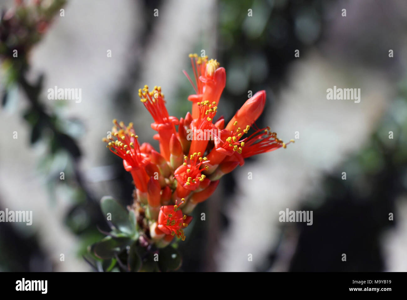 Ocotillo in bloom Stock Photo - Alamy