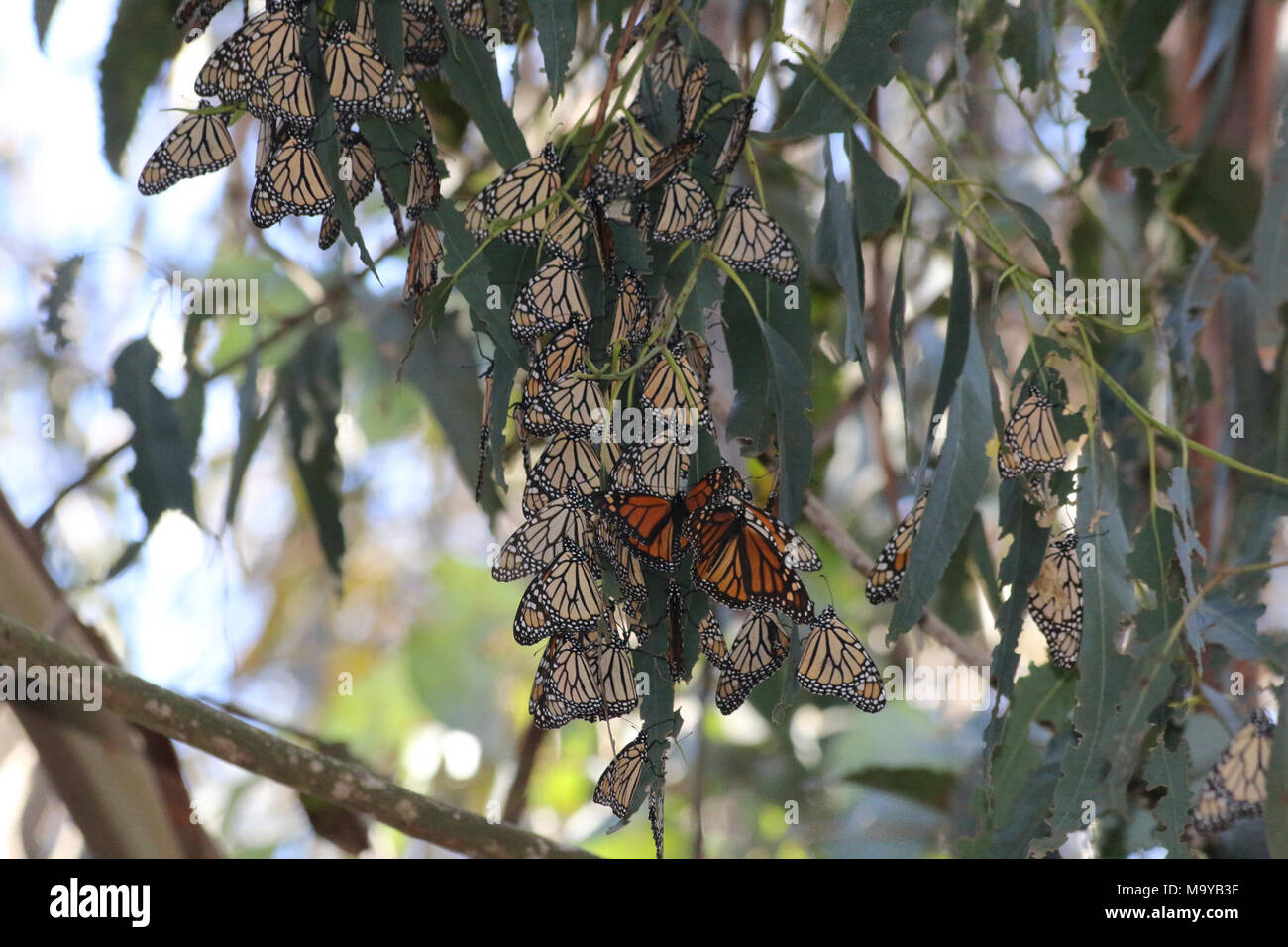 Overwintering monarchs in Goleta, California Stock Photo - Alamy