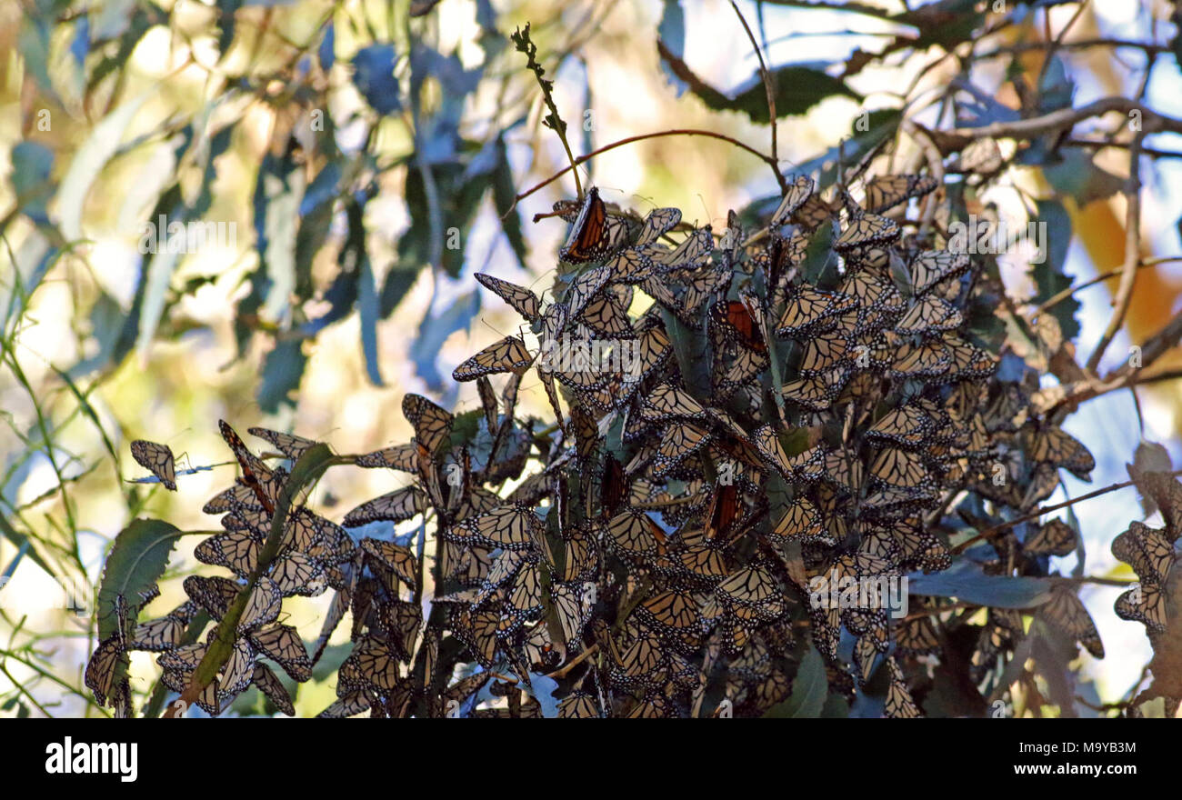 Overwintering monarchs in Goleta, California Stock Photo - Alamy