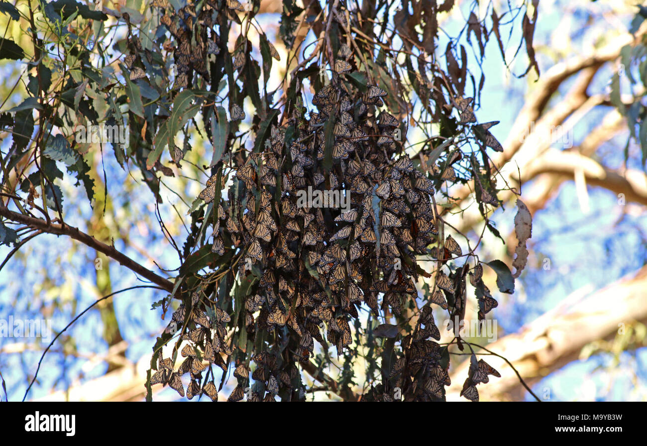 Overwintering monarchs in Goleta, California Stock Photo - Alamy