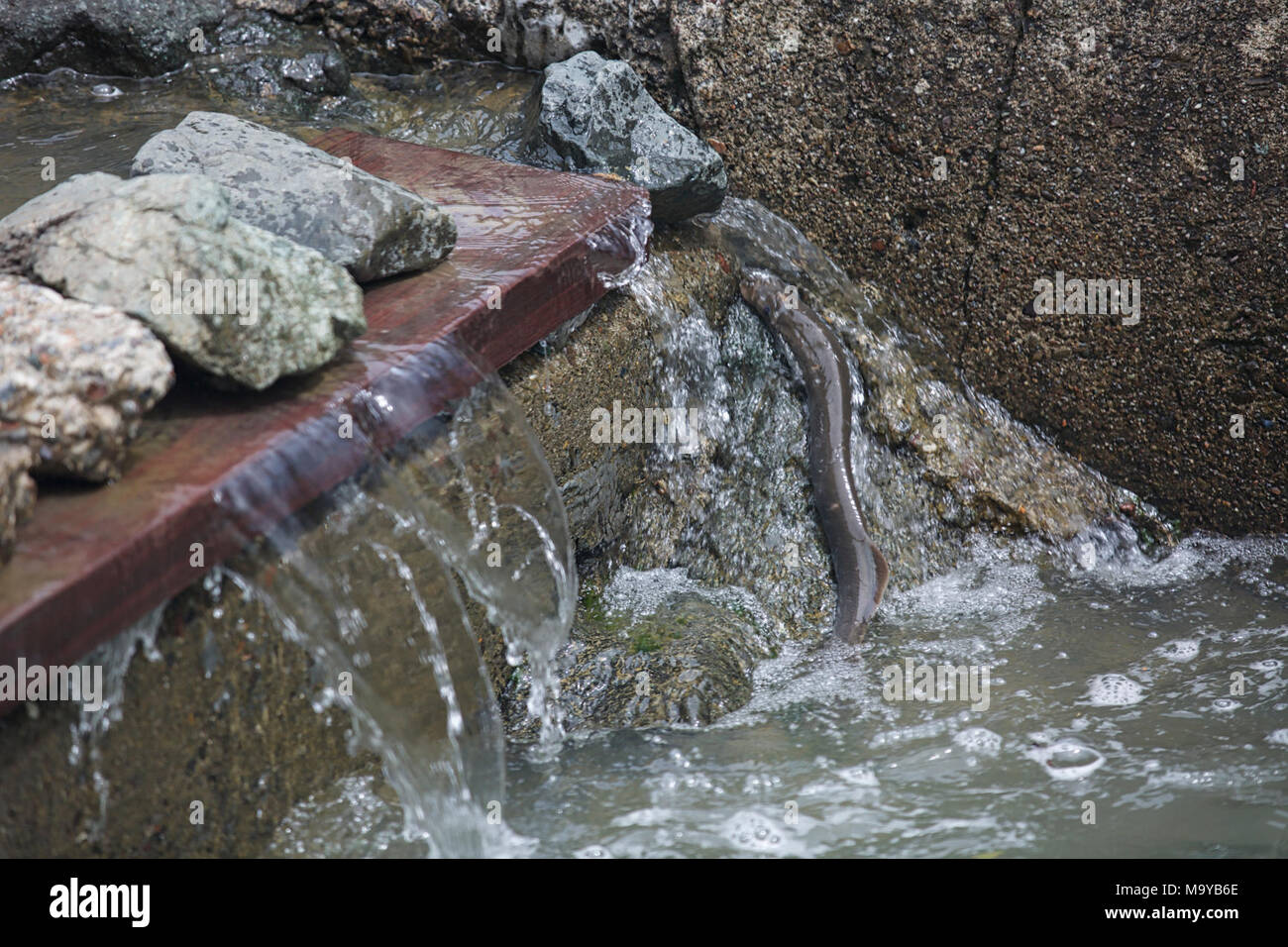 Van arsdale fisheries station hi-res stock photography and images - Alamy
