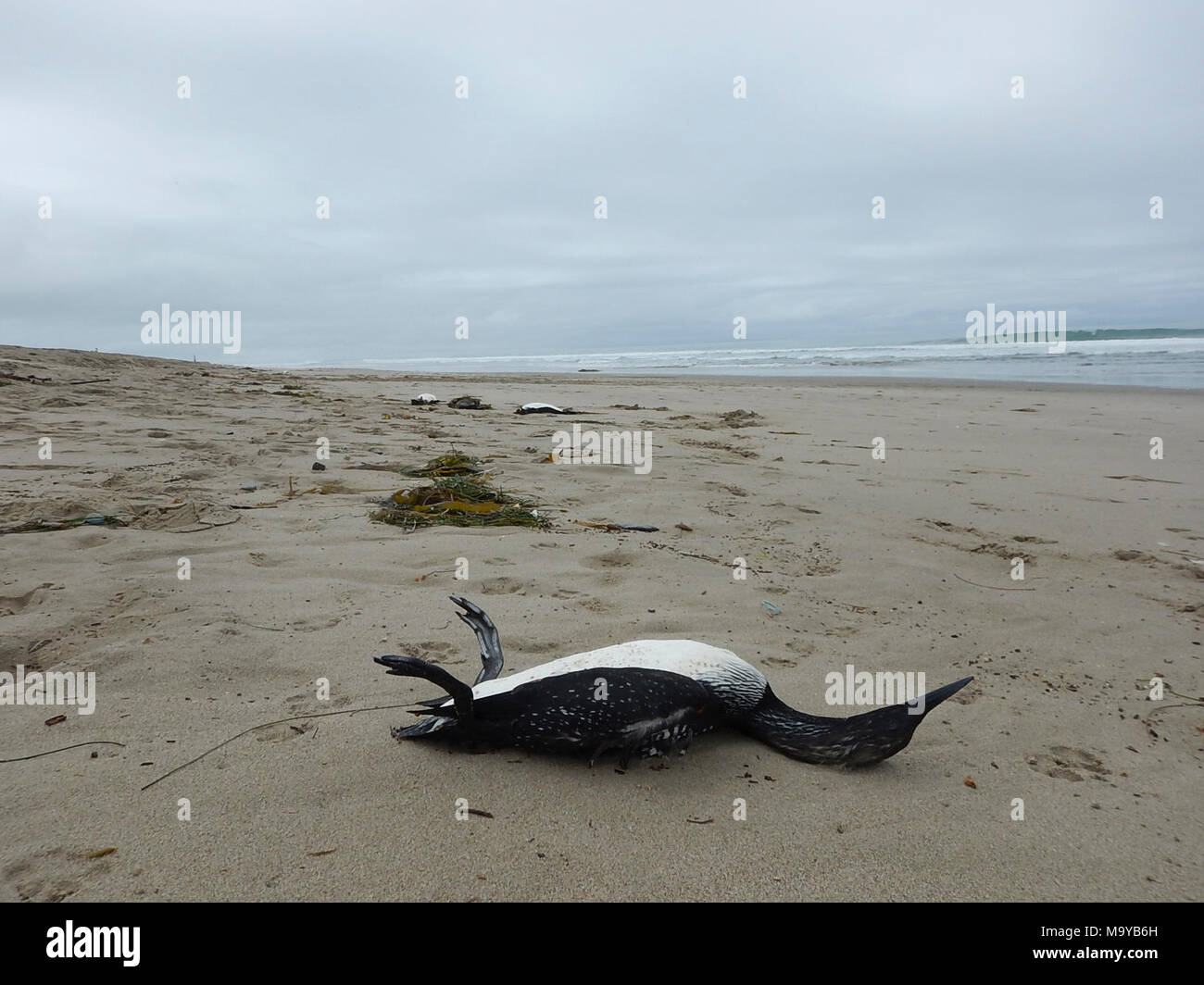 Bird mortalities hi-res stock photography and images - Alamy