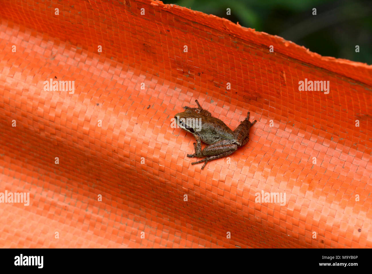 Pacific tree frog spotted on toad fence Stock Photo - Alamy