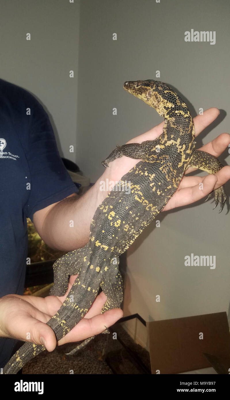Philippine monitor lizard. A Philippine monitor lizard recovered during ...