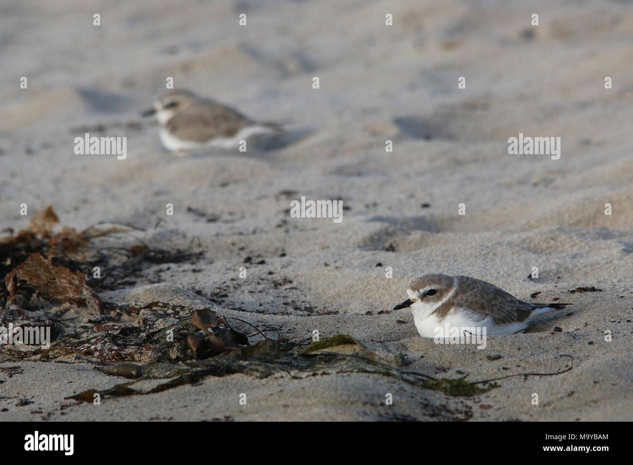 Westernsnowyplover High Resolution Stock Photography and Images - Alamy