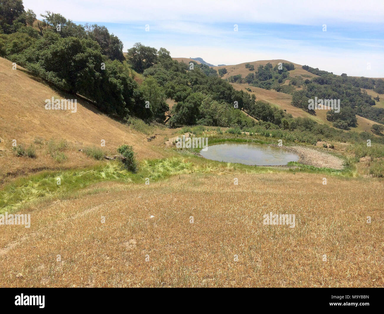 Tiger salamanders hi-res stock photography and images - Alamy