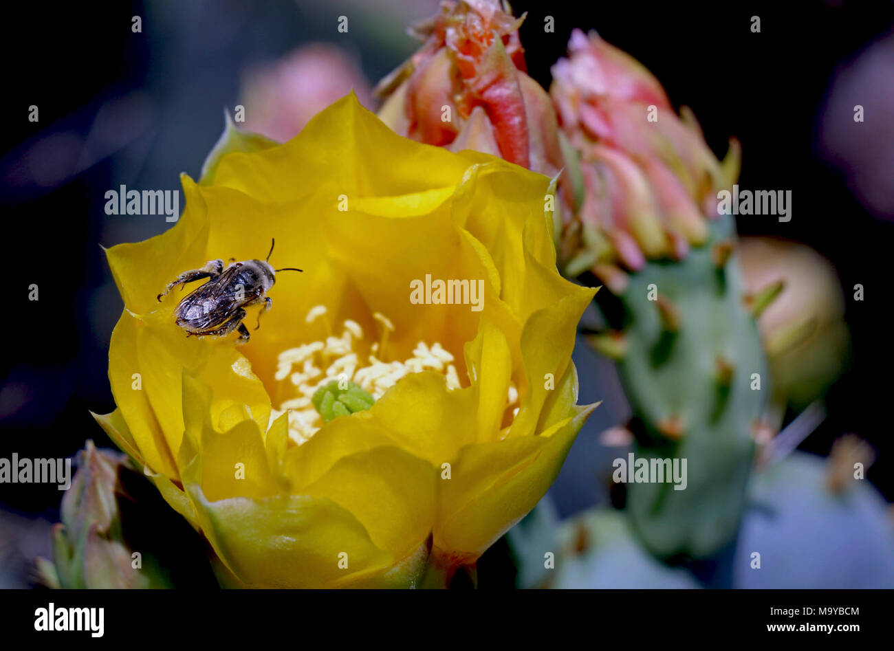 Pollinator restoration hi-res stock photography and images - Alamy