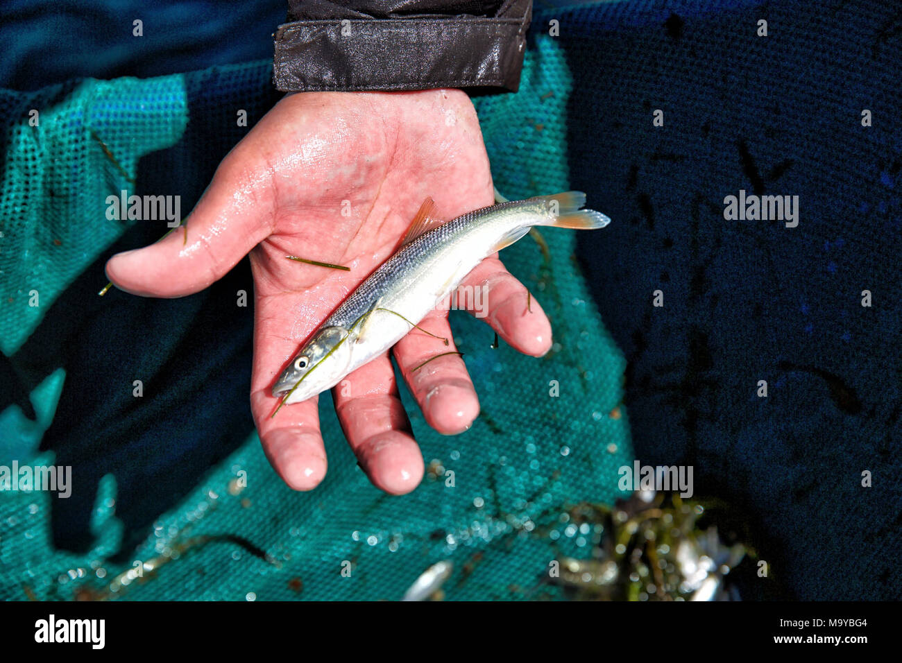 Sacramento pikeminnow hi-res stock photography and images - Alamy