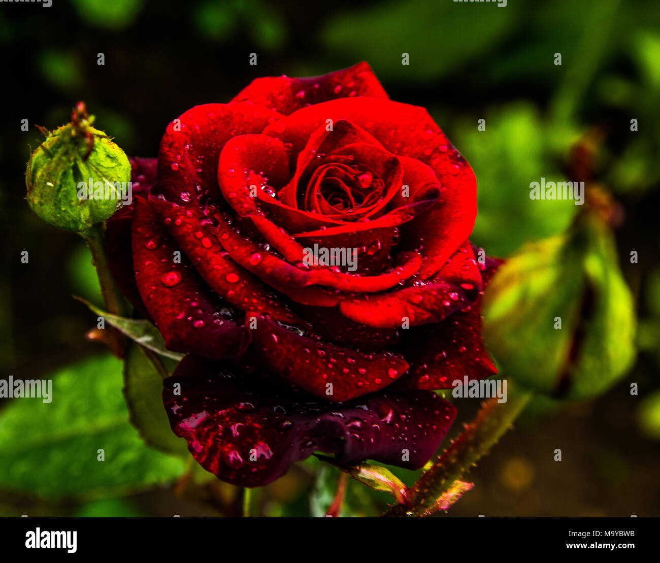 blossoming red rose with drops of rainwater and two soon blossoming ...