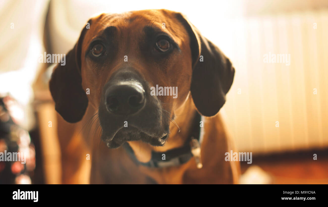 home big dog is in the hallway and looking Stock Photo - Alamy