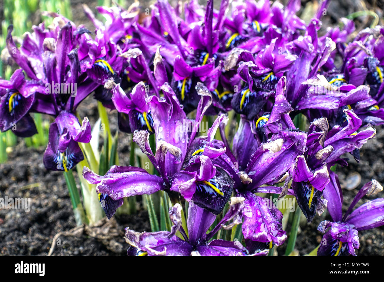 Purple Iris reticulata 'George', dwarf iris clumps march flowers Stock ...