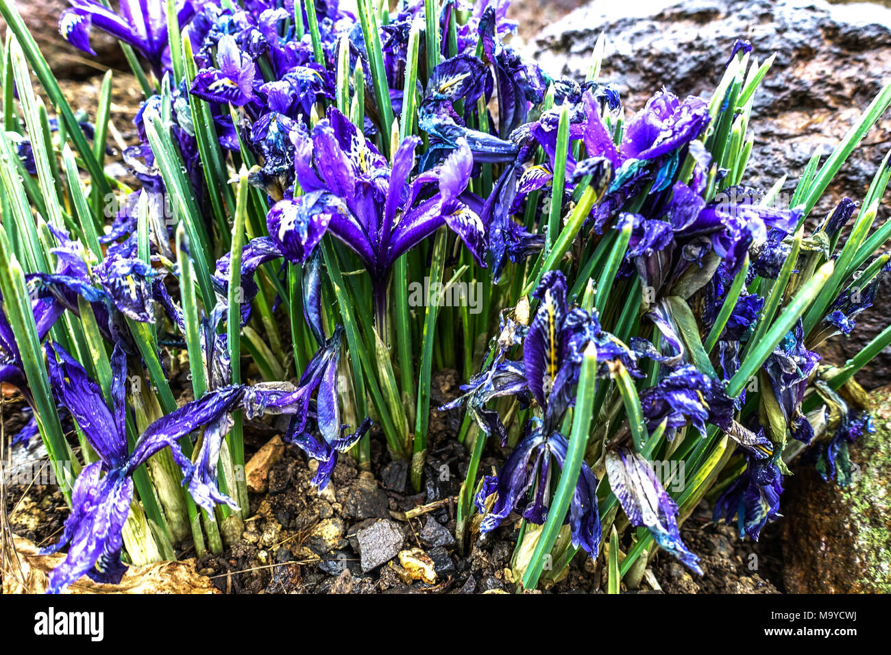 Iris reticulata 'Pixie', dwarf iris Stock Photo - Alamy