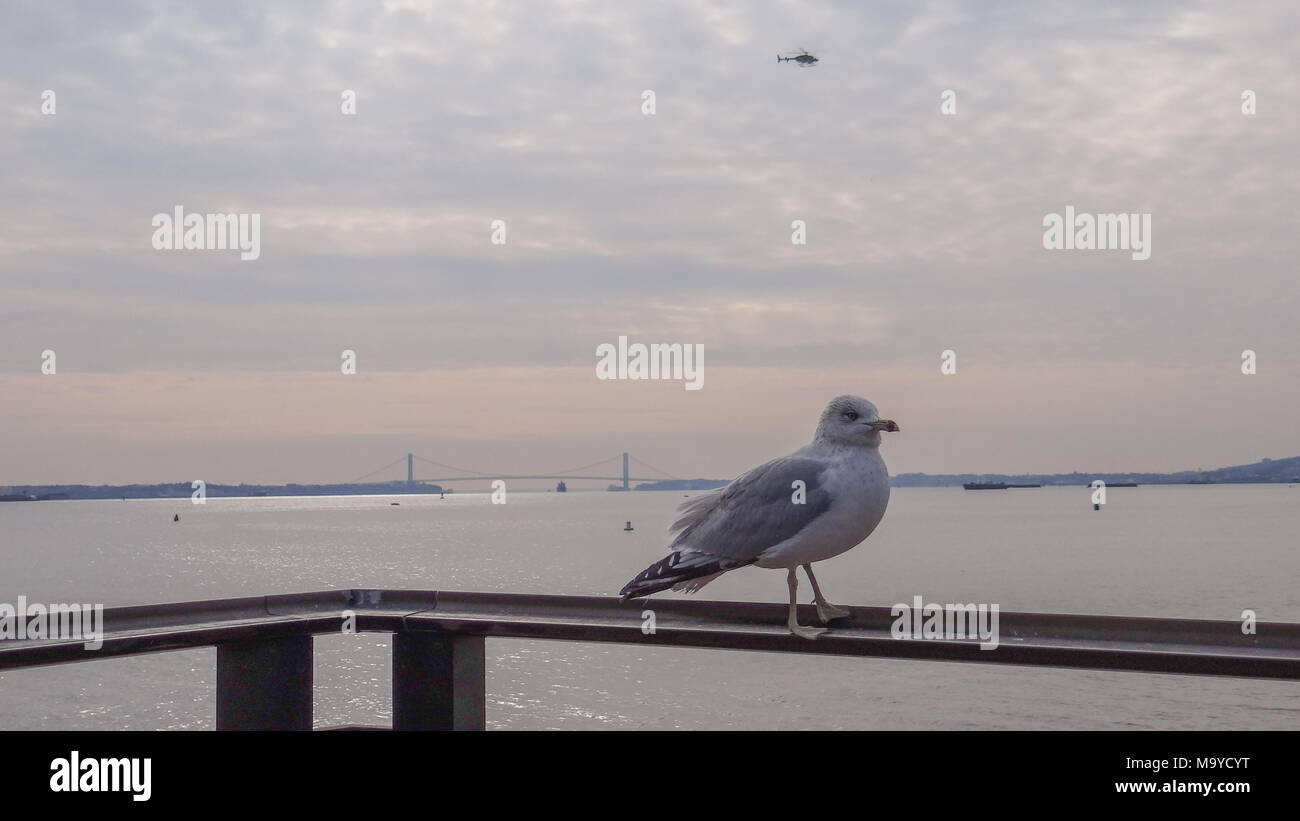 Seagull in front of New York, white seagull in front of ocean Stock ...