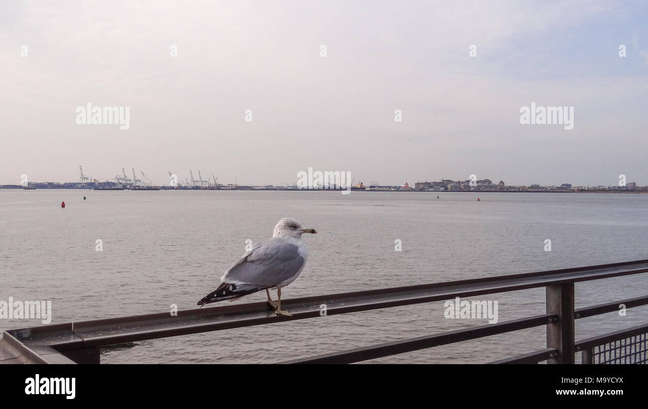 Seagull in front of New York, white seagull in front of ocean Stock ...