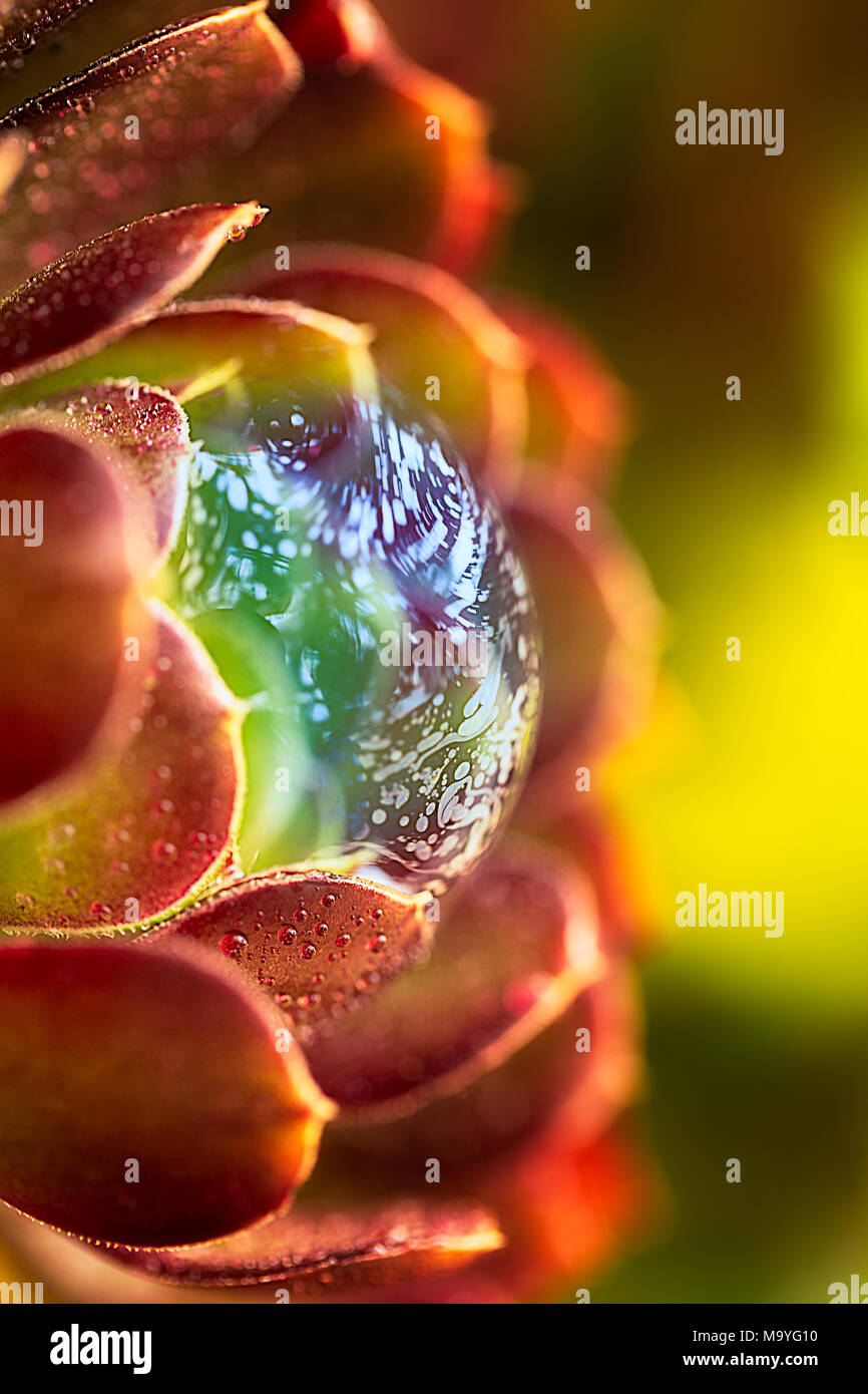 Cactus flower with bubble Stock Photo - Alamy