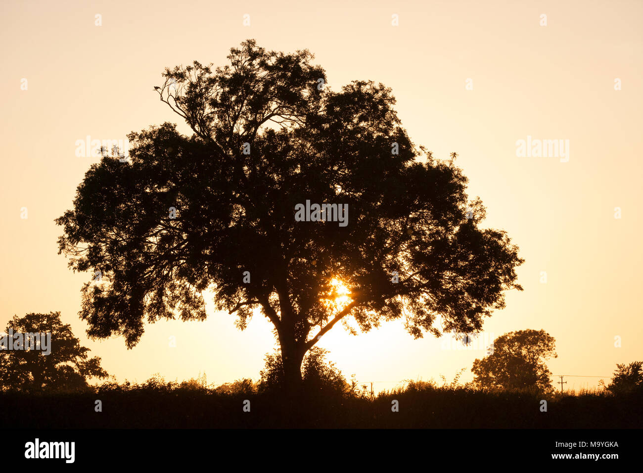 An ash tree backlit by the setting sun, North Dorset England UK GB ...