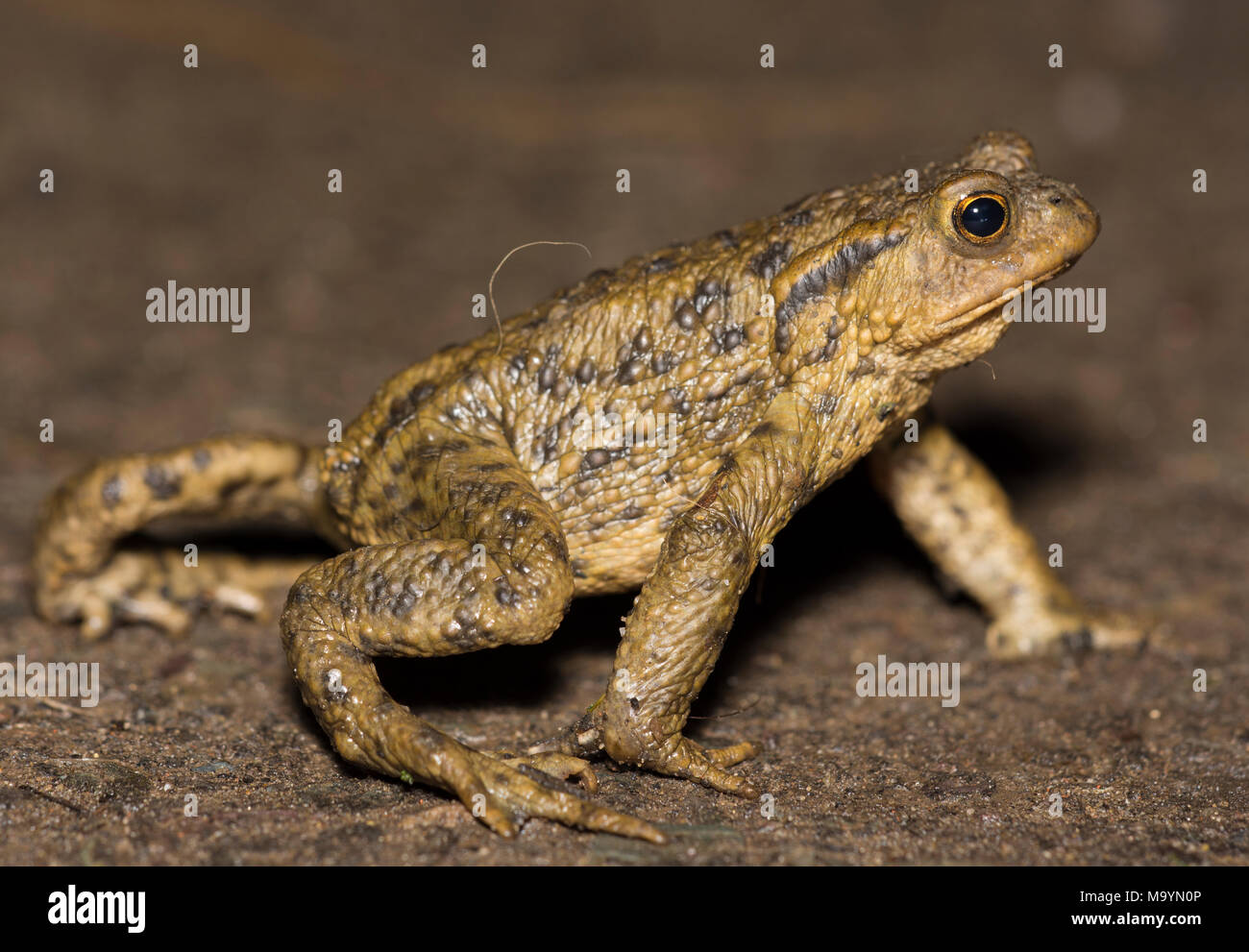 Male common toad crawling to breeding pond hi-res stock photography and ...