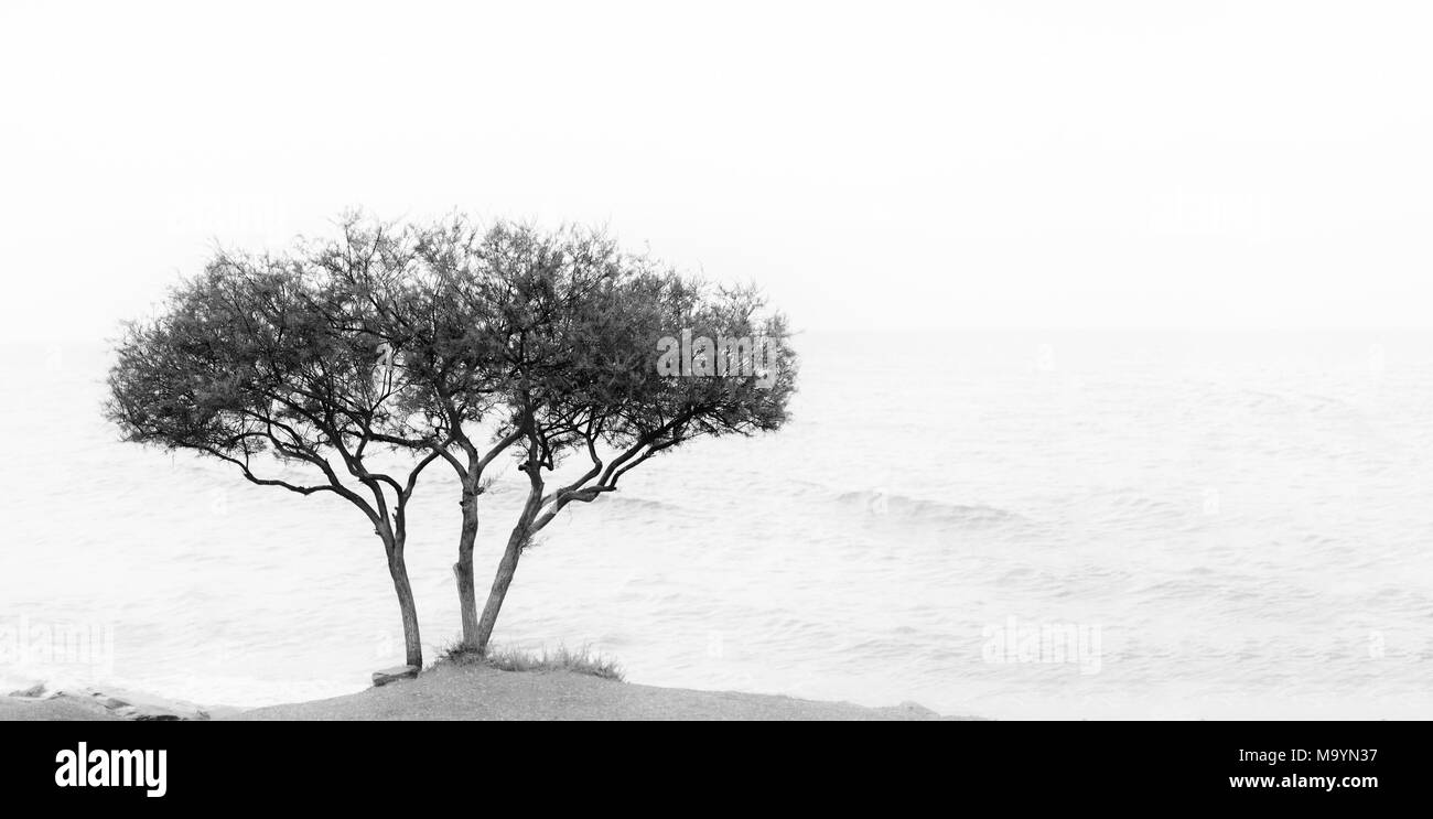Tree on shore hi-res stock photography and images - Alamy