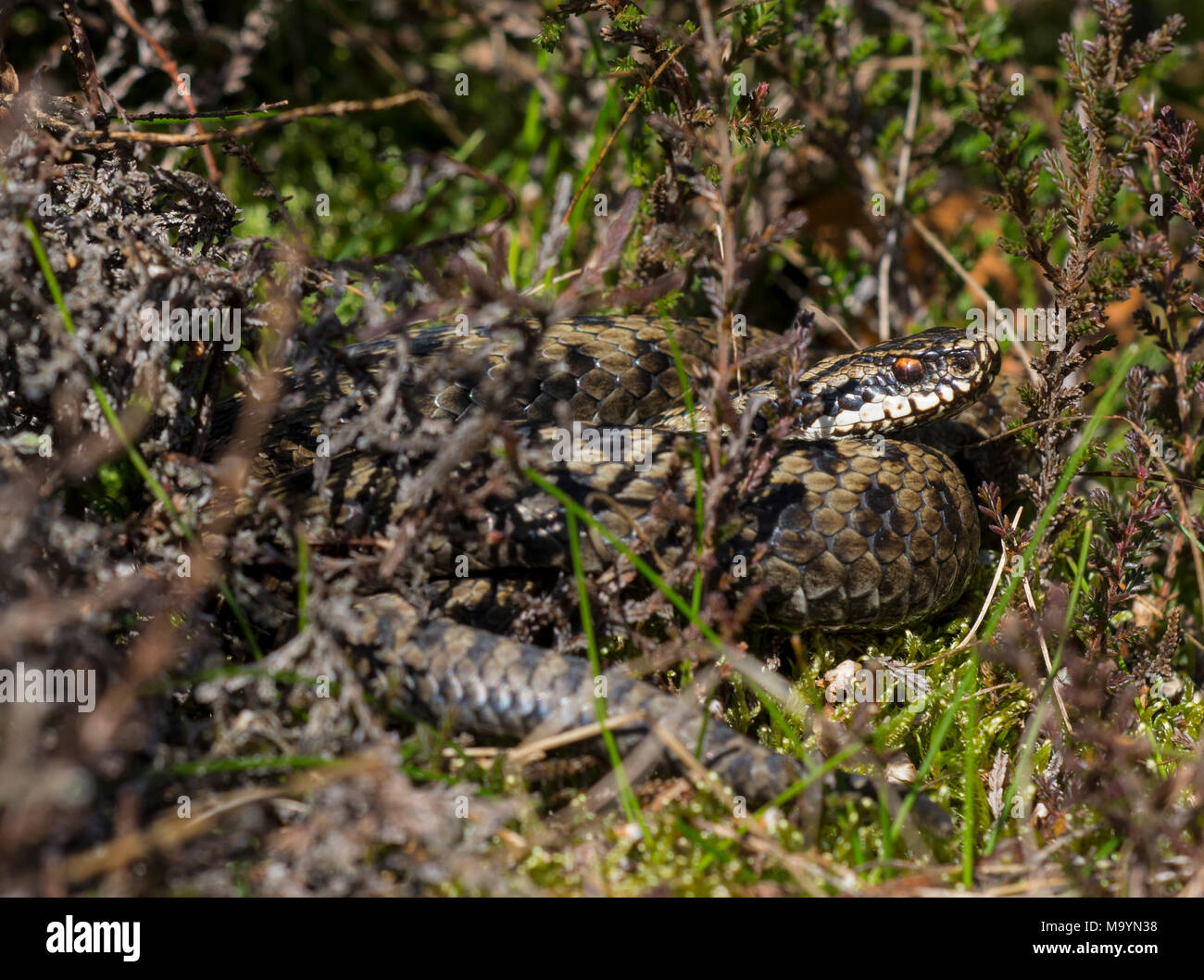 Female adder vipera berus close hi-res stock photography and images - Alamy