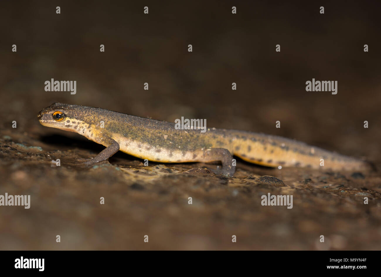 European newt species hi-res stock photography and images - Alamy