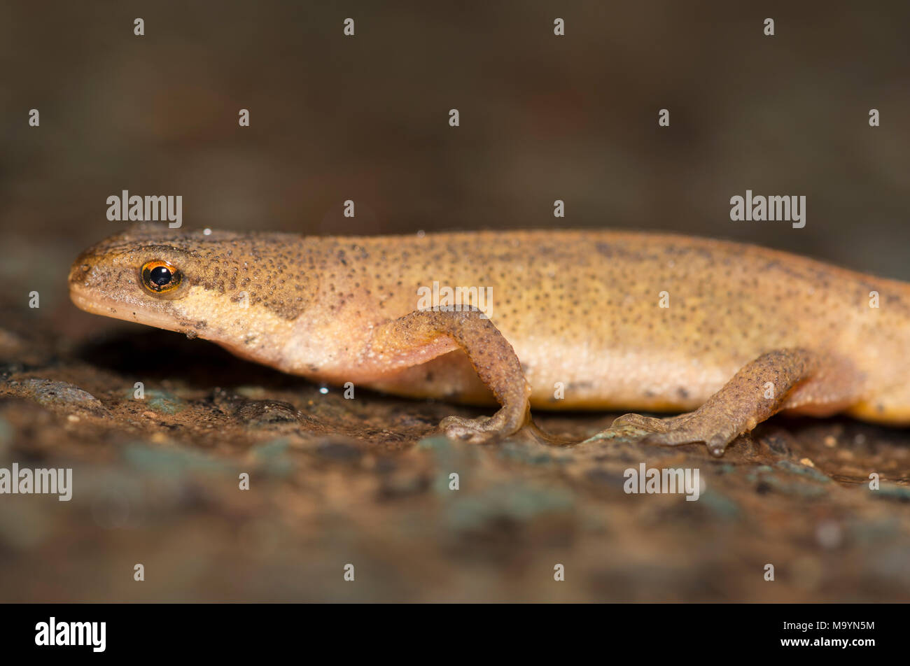 Female Palmate Newt (Lissotriton helvetica) out on the crawl at night ...