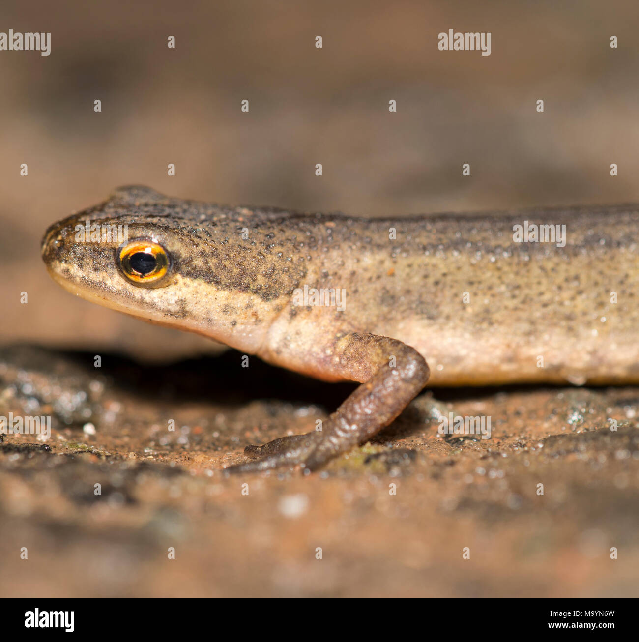 Male Palmate Newt (Lissotriton helvetica) out on the crawl at night in ...