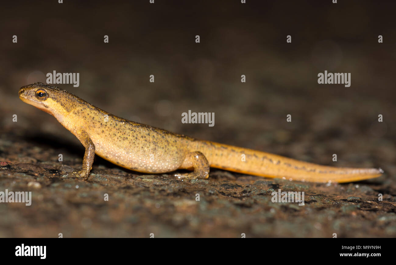 Female Palmate Newt (Lissotriton helvetica) out on the crawl at night ...