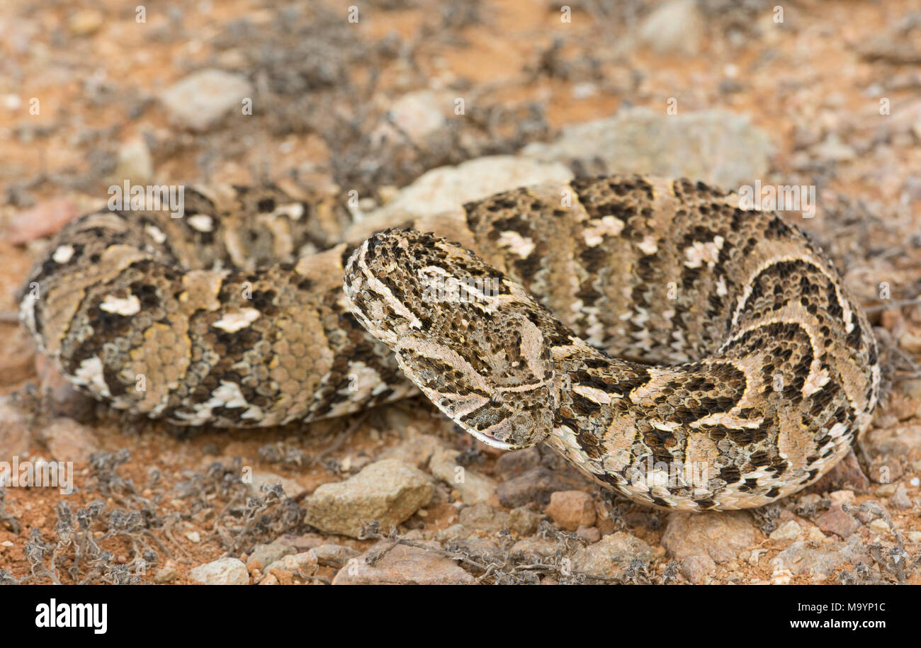 Venomous snakes of north africa hi-res stock photography and images - Alamy